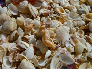 How To Drill Holes In Sea Shells | I Love Shelling