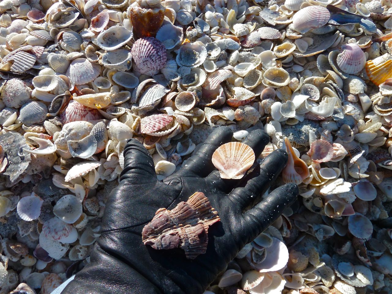 As The Seashells Turn | I Love Shelling