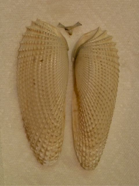 Saving a Live Angel Wing | I Love Shelling