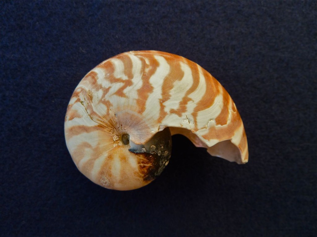 Bali Nautilus shell | I Love Shelling