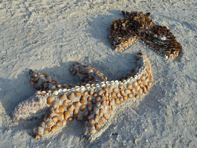 Pen Shell Art | I Love Shelling