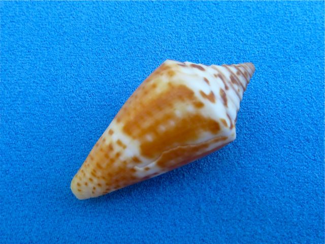Florida Cone | I Love Shelling