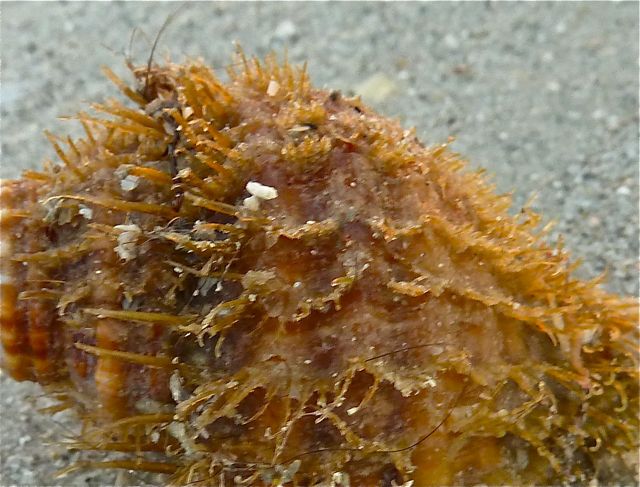 Sanibel Shelling is Getting A Little Hairy | I Love Shelling