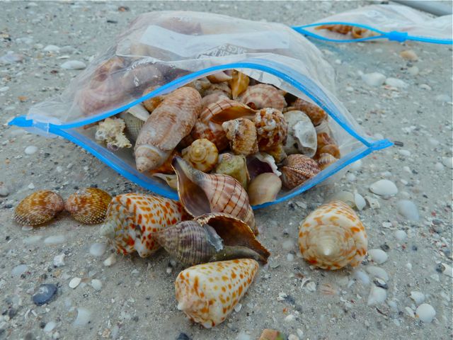 Shell Seekers at Day Break | I Love Shelling