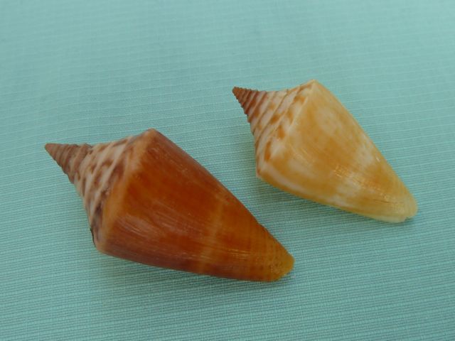 Day Trip To Marco Island | I Love Shelling