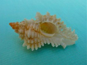 Shells of a Different Color | I Love Shelling