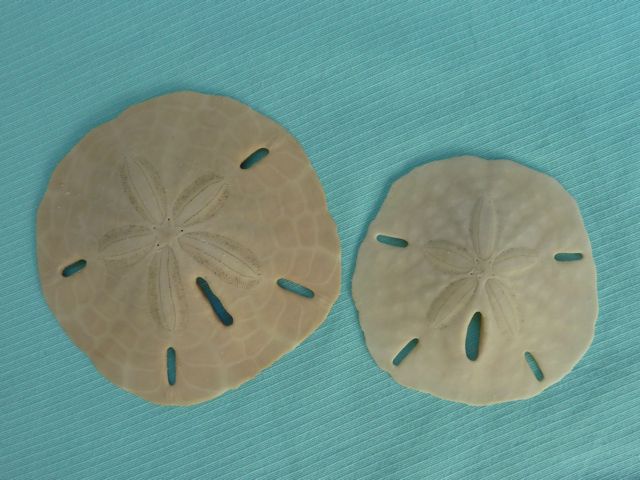 Shells of a Different Color | I Love Shelling