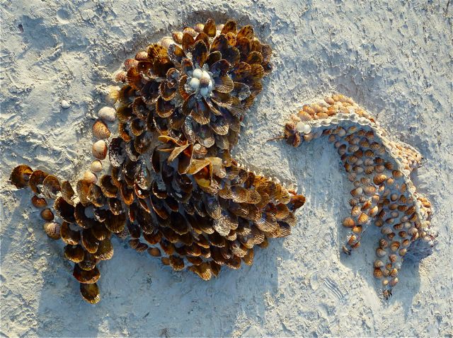 Pen Shell Art | I Love Shelling