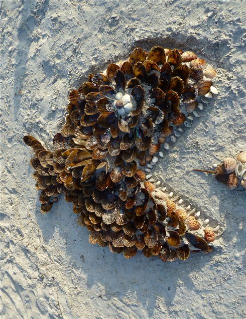 Pen Shell Art | I Love Shelling