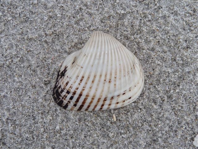 Exploring New Seashells | I Love Shelling
