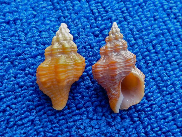 Candy Cantharus | I Love Shelling