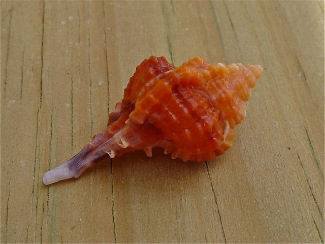 Marco Rose Murex | I Love Shelling