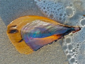 Pen Shell Art | I Love Shelling