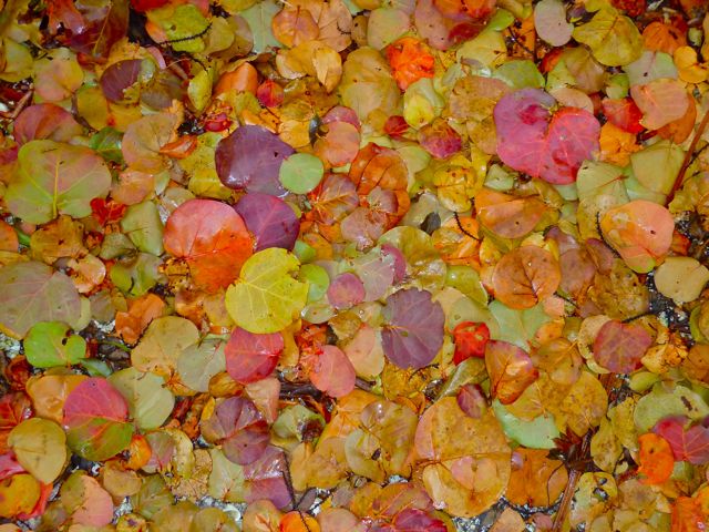 Exploring New Seashells | I Love Shelling