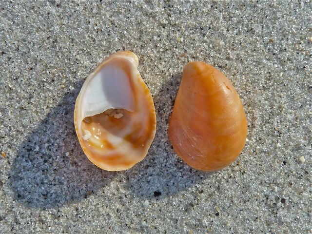 Virtual Sheller Alert | I Love Shelling