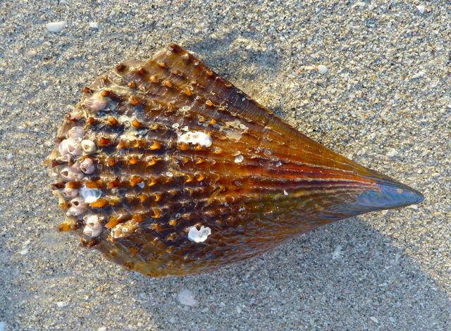 Pen Shell Art | I Love Shelling