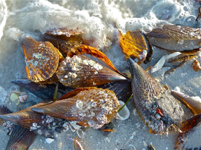 Pen Shell Art | i Love Shelling