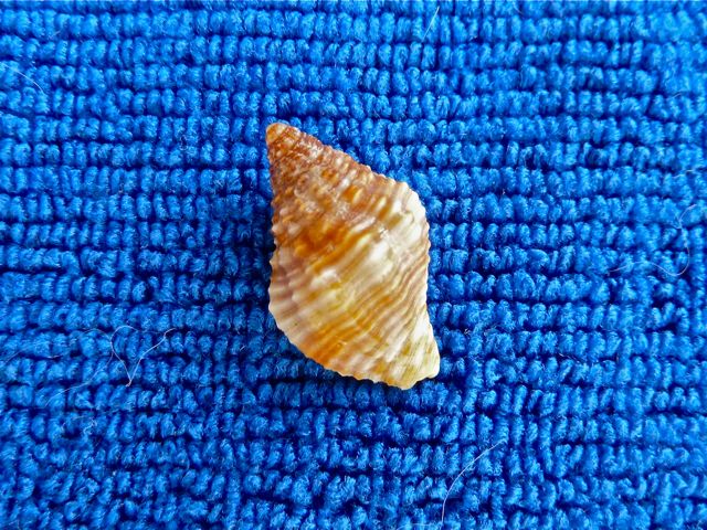 Candy Cantharus | I Love Shelling