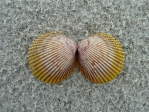 Exploring New Seashells | I Love Shelling