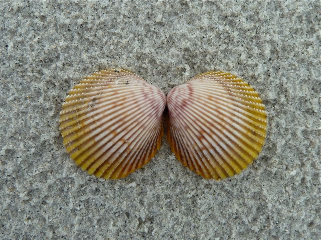 Exploring New Seashells | I Love Shelling