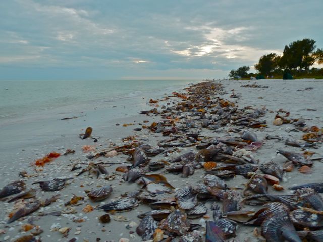 Pen Shell Art | I Love Shelling