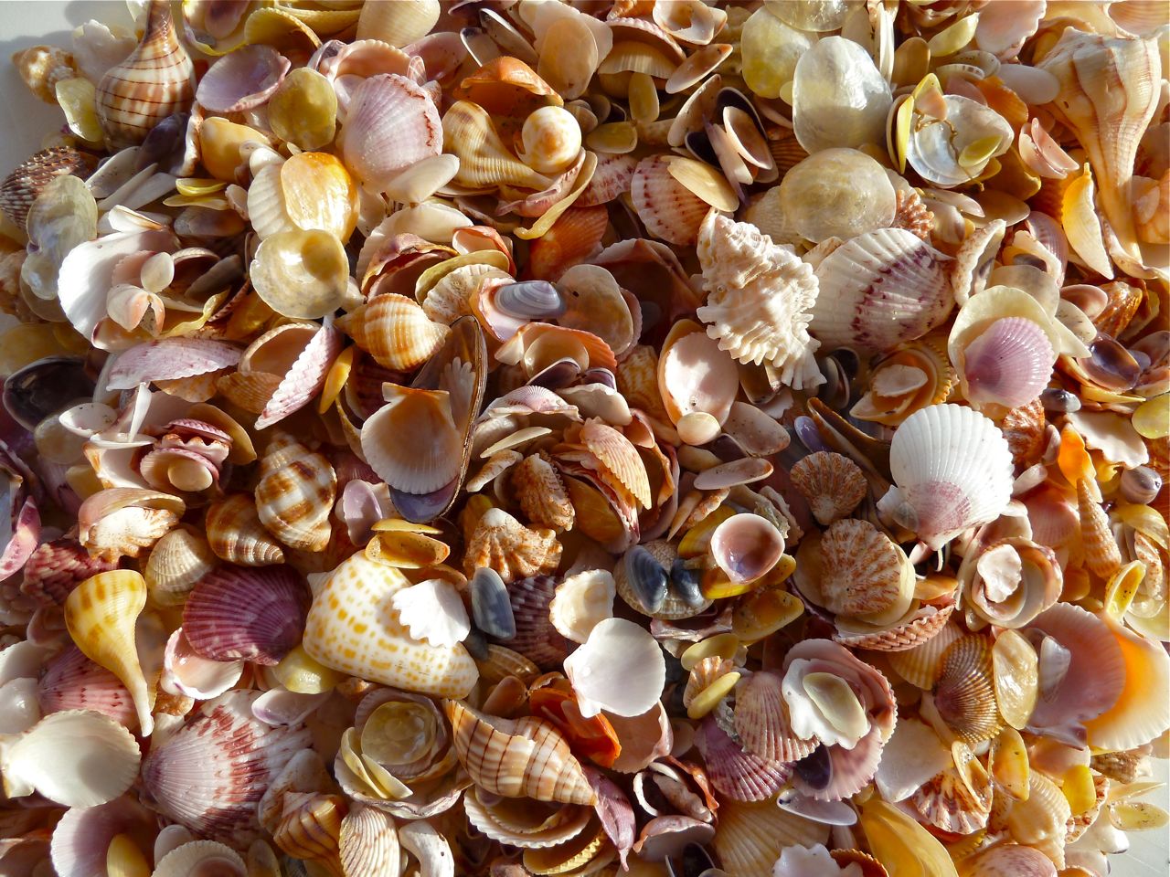 Virtual Sheller Alert | I Love Shelling