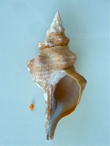 Prettiest Speckled Tellin Seashell | I Love Shelling