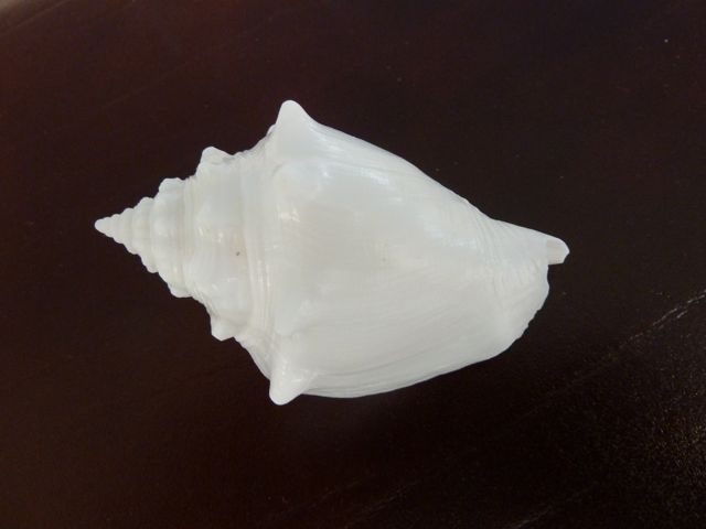 Prettiest Speckled Tellin Seashell | I Love Shelling