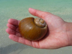 Finally, A Recipe For Finding A Junonia | I Love Shelling