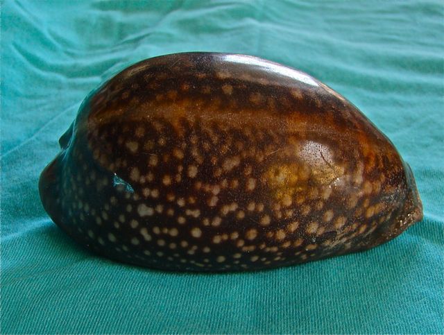 Atlantic Deer Cowrie Found on Sanibel | i Love Shelling