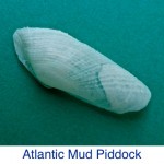 Seashell Identification | Shell ID | Identify Sanibel Shell | i Love ...