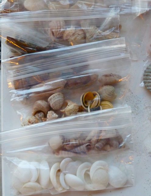 I’m Tellin’ On Some Tellins | I Love Shelling