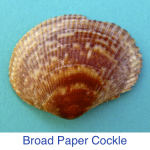 Seashell Identification | Shell ID | Identify Sanibel Shell | i Love ...