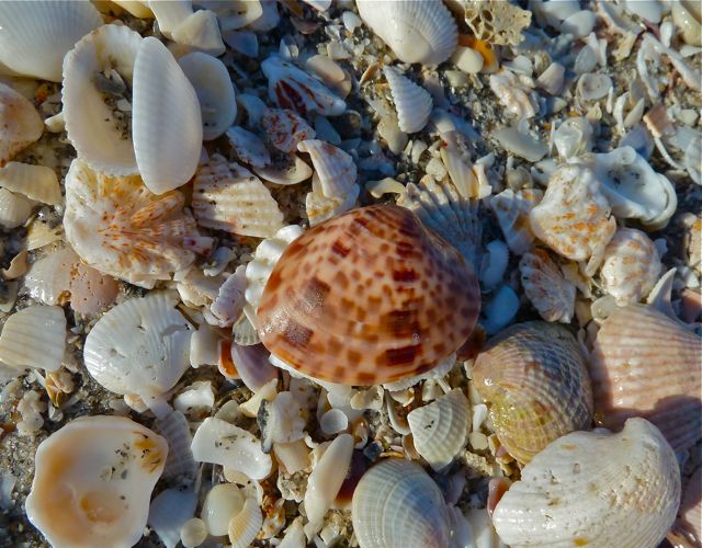 The Alphabet On A Cone Shell | I Love Shelling