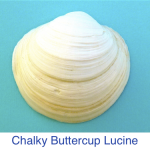 Seashell Identification | Shell ID | Identify Sanibel Shell | i Love ...