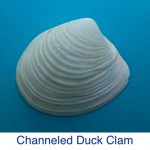 Seashell Identification | Shell ID | Identify Sanibel Shell | I Love ...