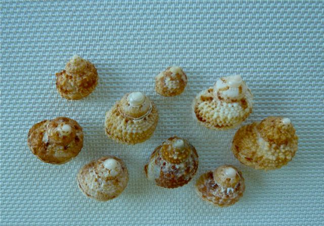 Prettiest Speckled Tellin Seashell | I Love Shelling