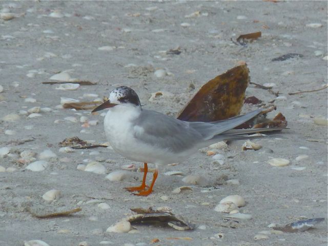 Shelling And Birding With Bonnie | I Love Shelling