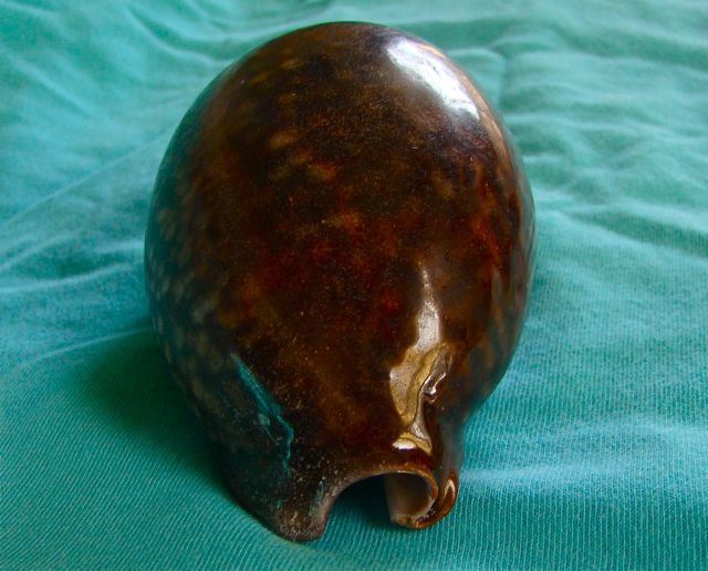 Atlantic Deer Cowrie Found on Sanibel | I Love Shelling