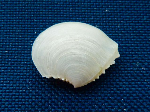 I’m Tellin’ On Some Tellins | I Love Shelling