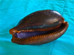 Atlantic Deer Cowrie Found on Sanibel | I Love Shelling