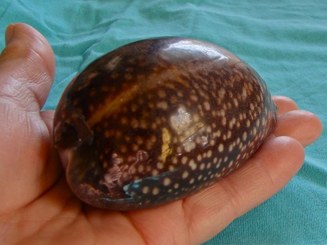 Atlantic Deer Cowrie Found on Sanibel | I Love Shelling