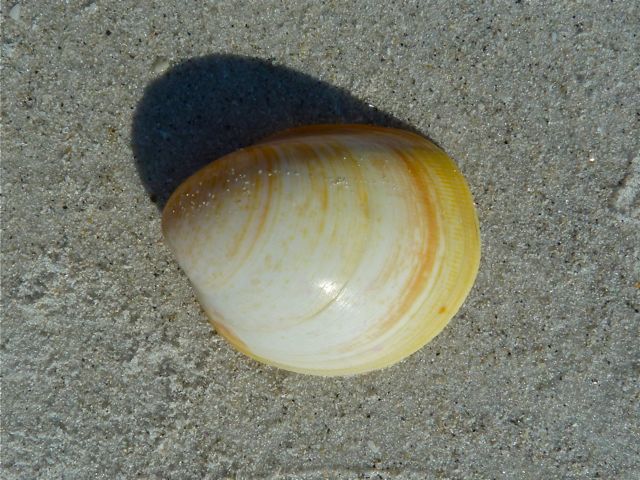 Wrack Of Clams | I Love Shelling