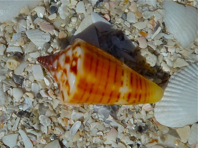 Shelling Marco Sand Bars | I Love Shelling