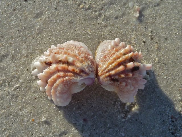 Sanibel, A Jewel Box of Treasures | I Love Shelling