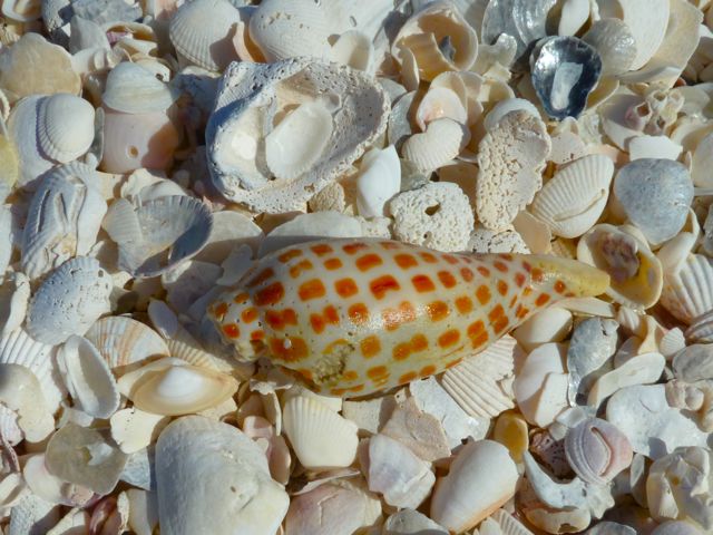 Shelling Marco Sand Bars | I Love Shelling