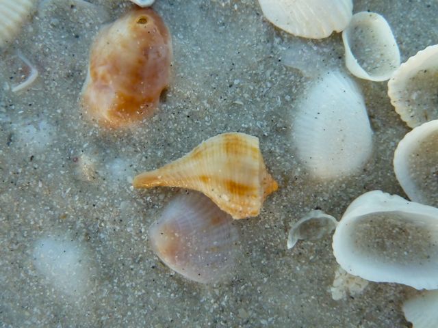 Juvenile pear whelk Juvenile pear whelk – I Love Shelling