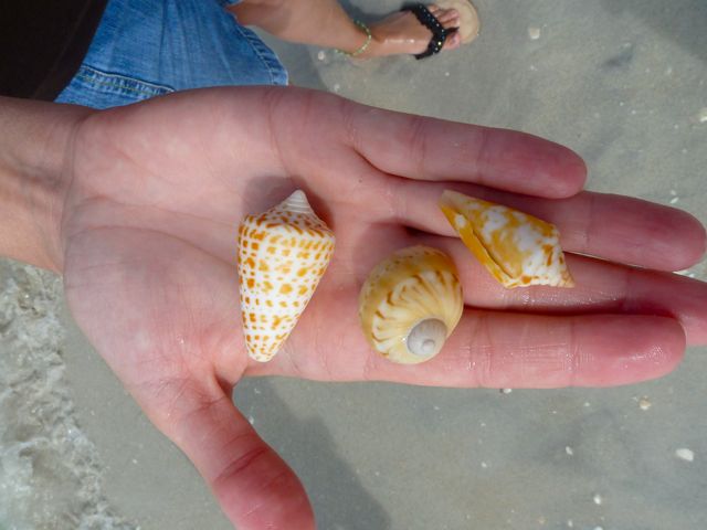Finally, A Recipe For Finding A Junonia | I Love Shelling