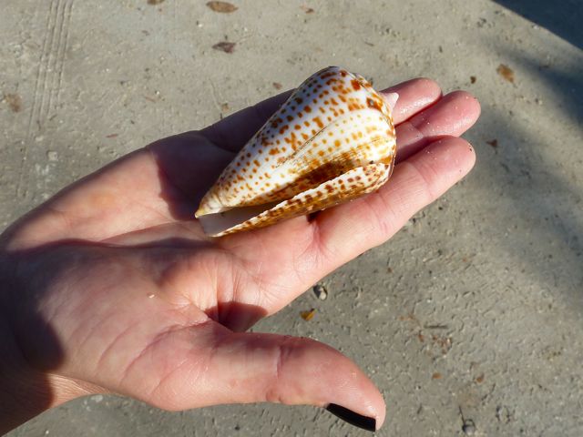 The Alphabet On A Cone Shell | I Love Shelling