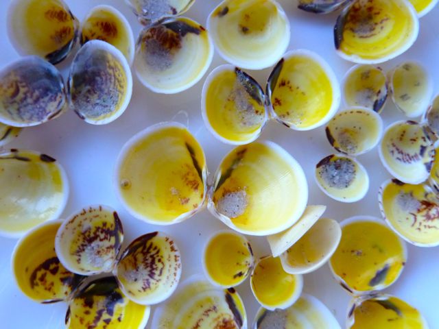 I’m Tellin’ On Some Tellins | I Love Shelling